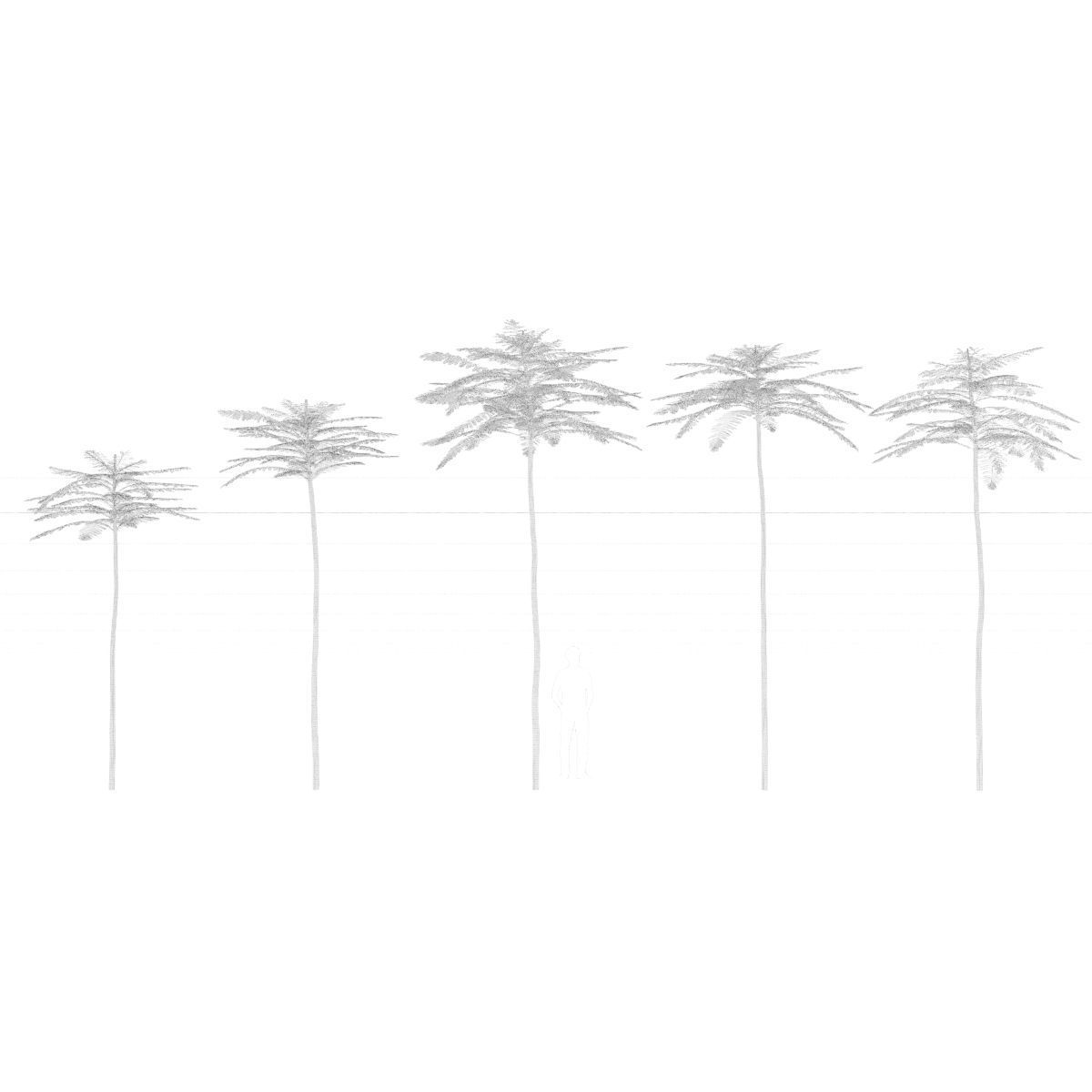 Schizolobium Parahyba VOL 2 GROWFX - PAKIS BRAZIL-SOLOBIUM 3D model ...