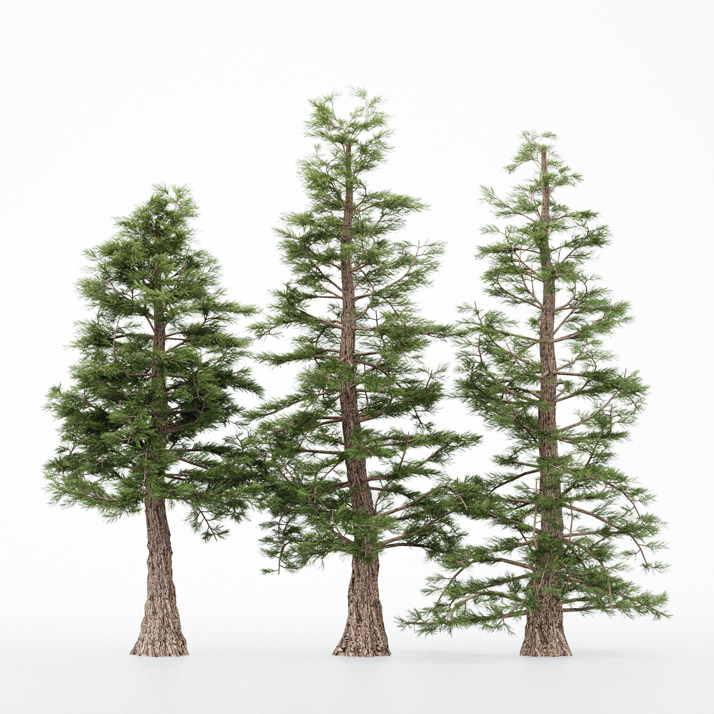 5 diffrent tree Western Red Cedar 3D model | CGTrader