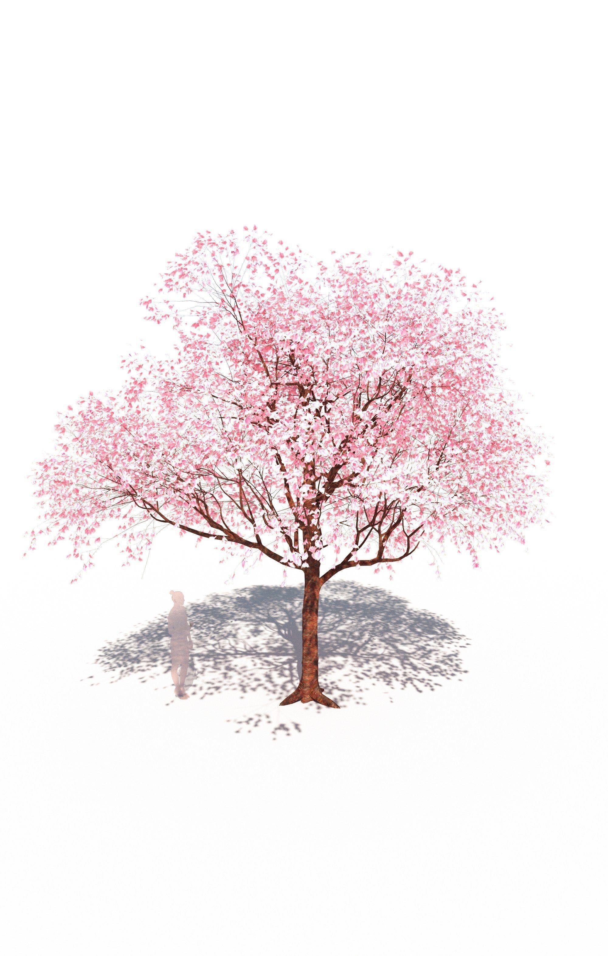 Flowering cherry tree prunus avium B 3D model | CGTrader