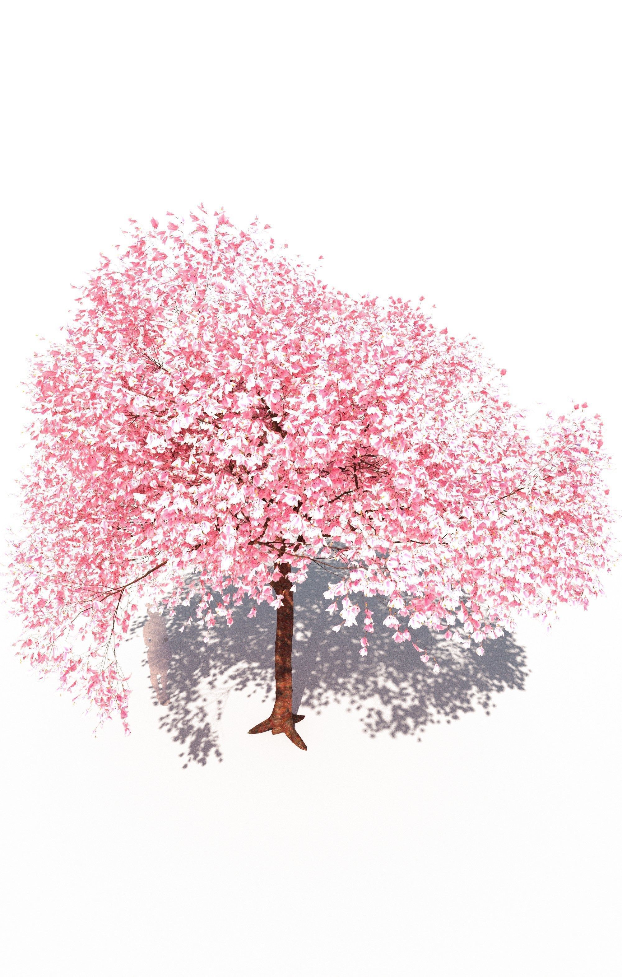 Flowering cherry tree prunus avium A 3D model | CGTrader