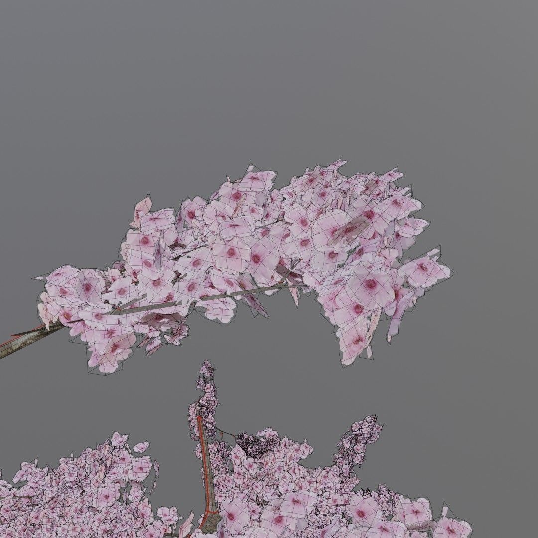 Large sakura tree 01 3D model | CGTrader