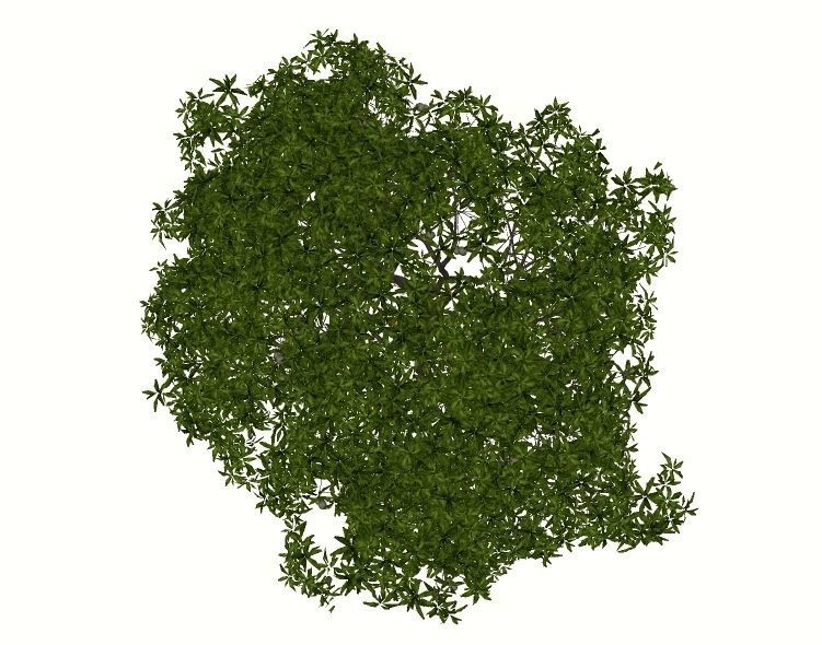 Mango Tree 3D model | CGTrader