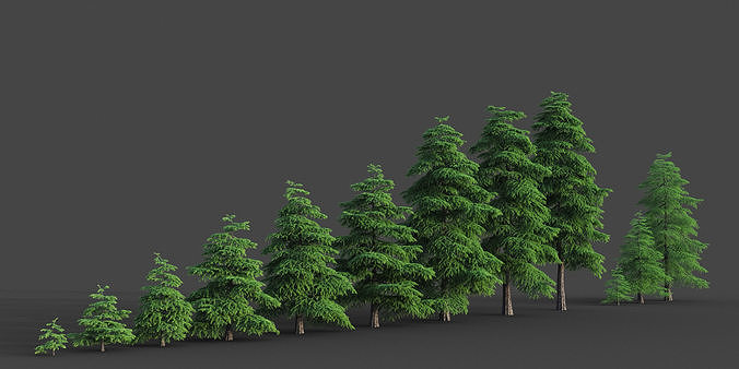 XfrogPlants Himalayan Cedar - Cedrus Deodara 3D model | CGTrader