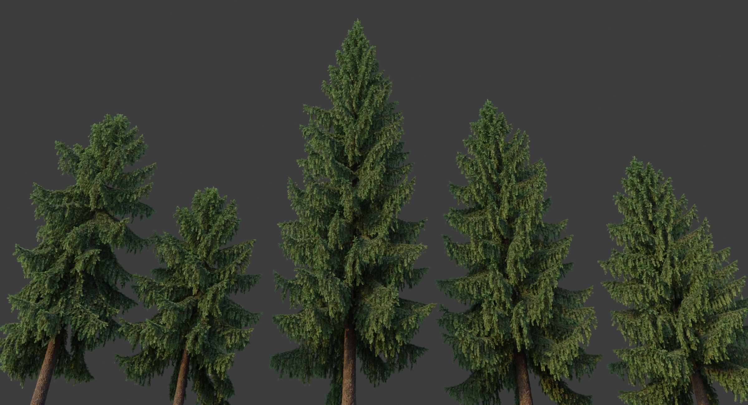 XfrogPlants Morinda Spruce - Picea Smithiana 3D model | CGTrader