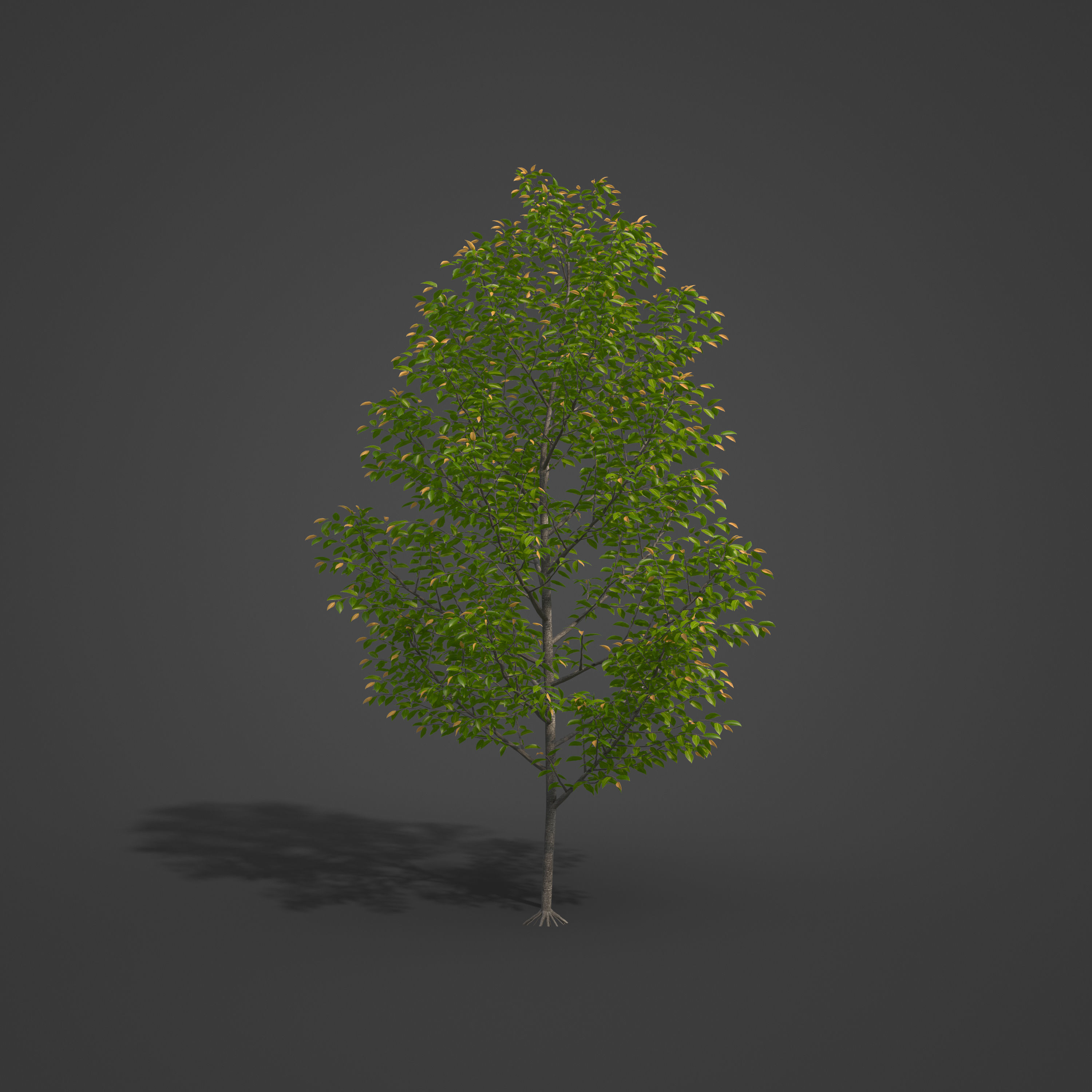 2021 PBR Sweet Birch Collection - Betula Lenta 3D model | CGTrader