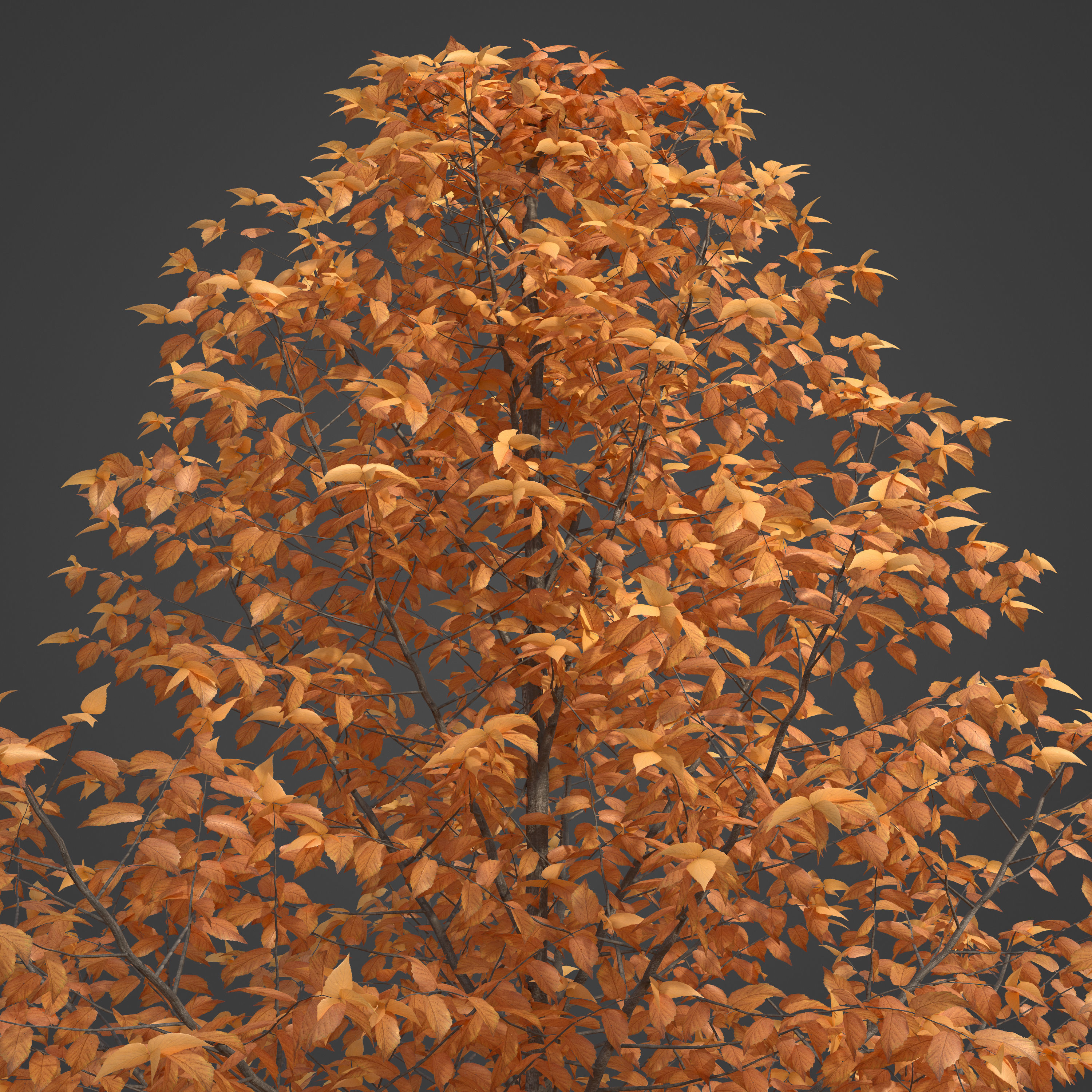 2021 PBR Sweet Birch Collection - Betula Lenta 3D model | CGTrader