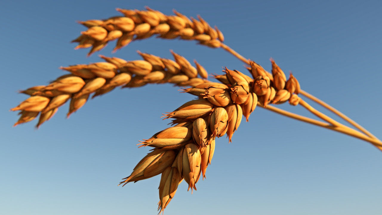 3D model Wheat VR / AR / low-poly | CGTrader