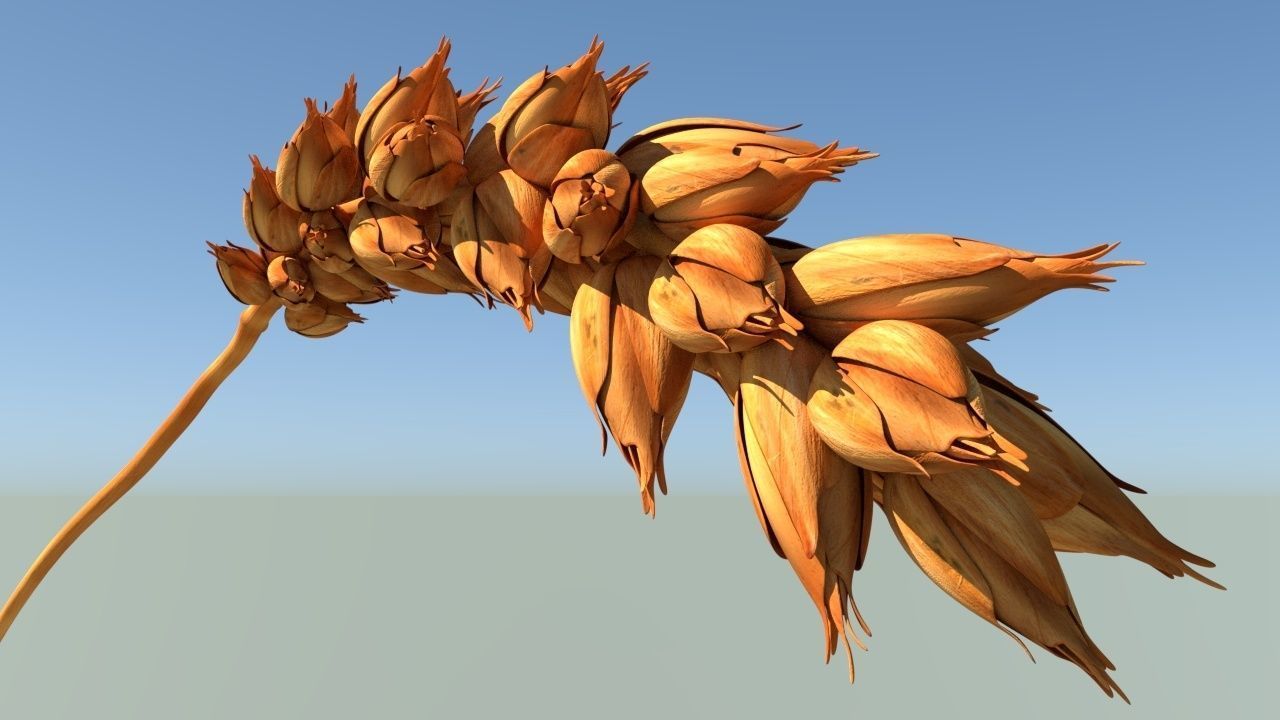 3D model Wheat VR / AR / low-poly | CGTrader
