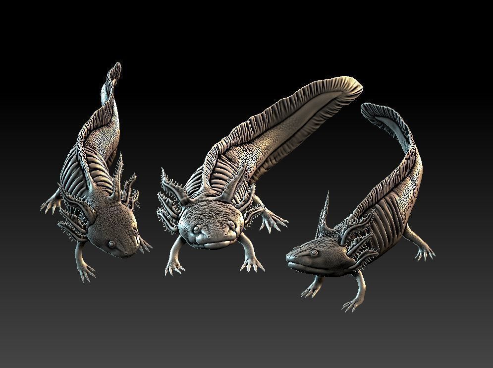 Axolotl 3D model 3D printable | CGTrader