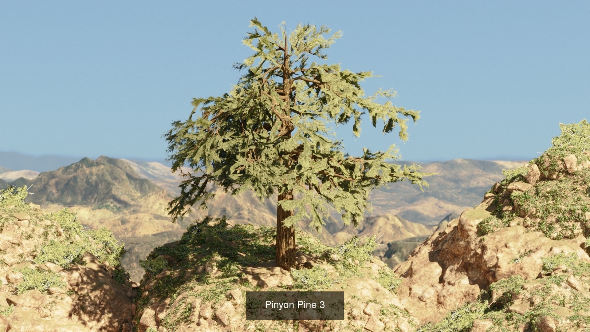 Game-Ready 15 Model Pinyon Pine Tree Collection VR / AR / low-poly ...