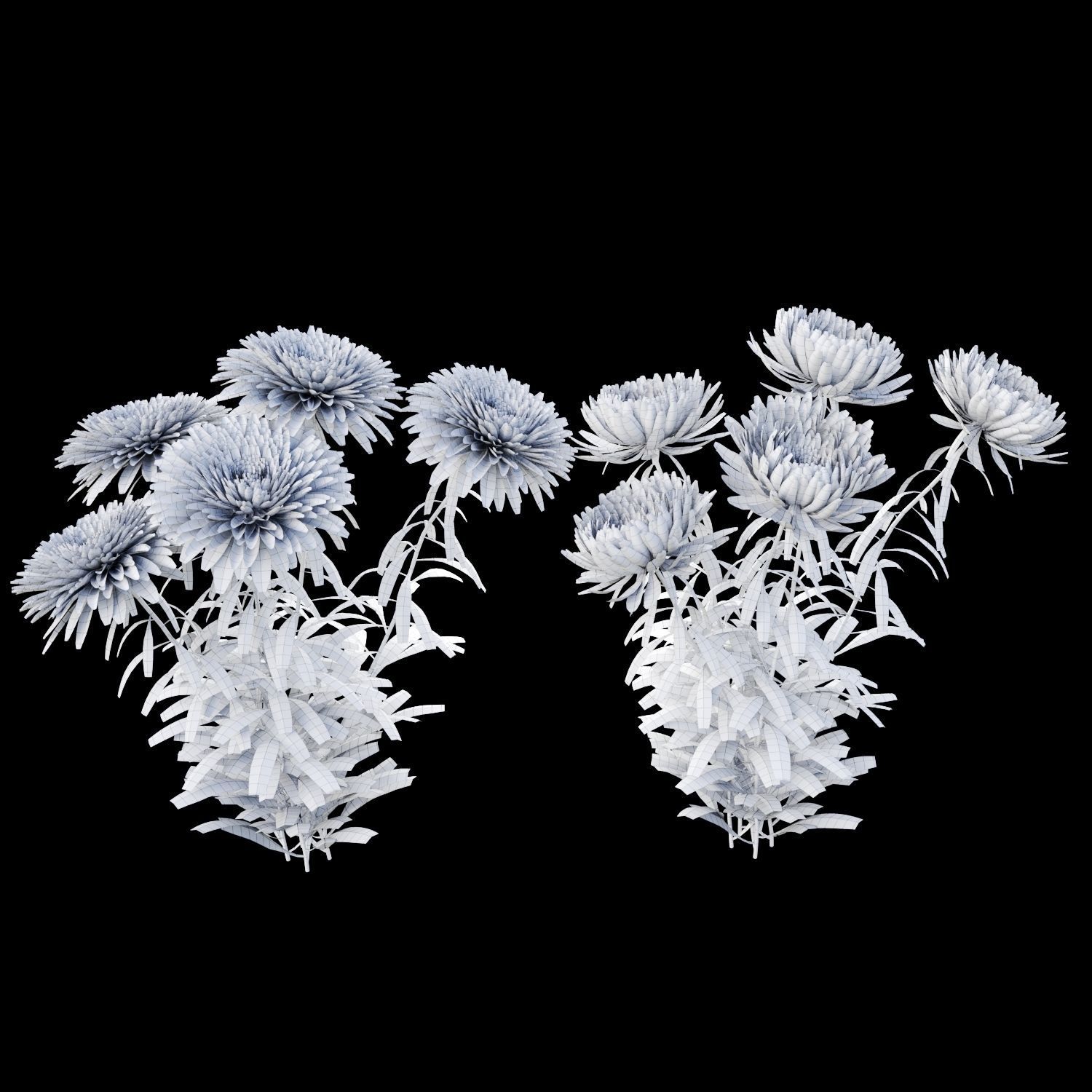 Aster flowers 3D model | CGTrader