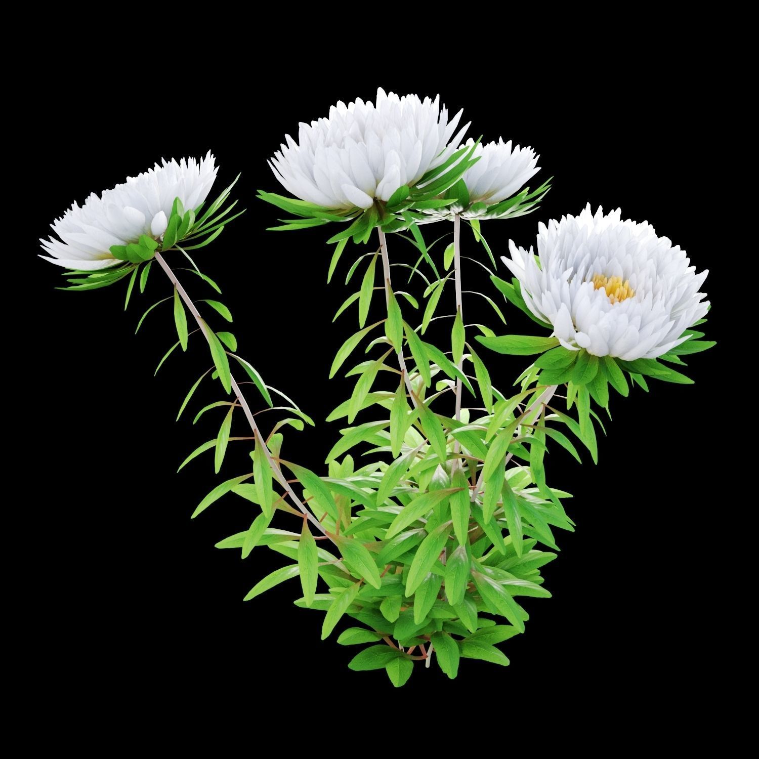 Aster flowers 3D model | CGTrader