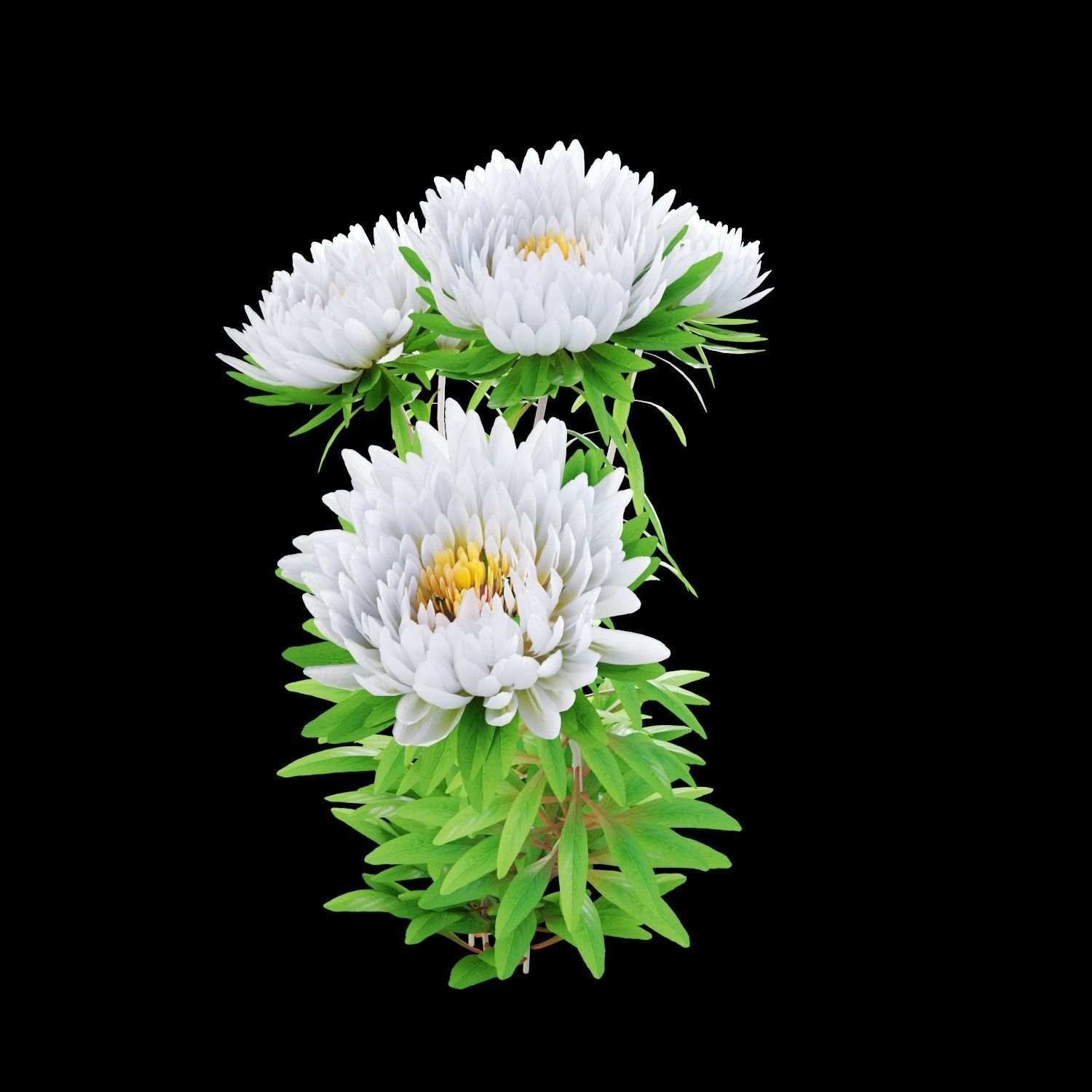 Aster flowers 3D model | CGTrader