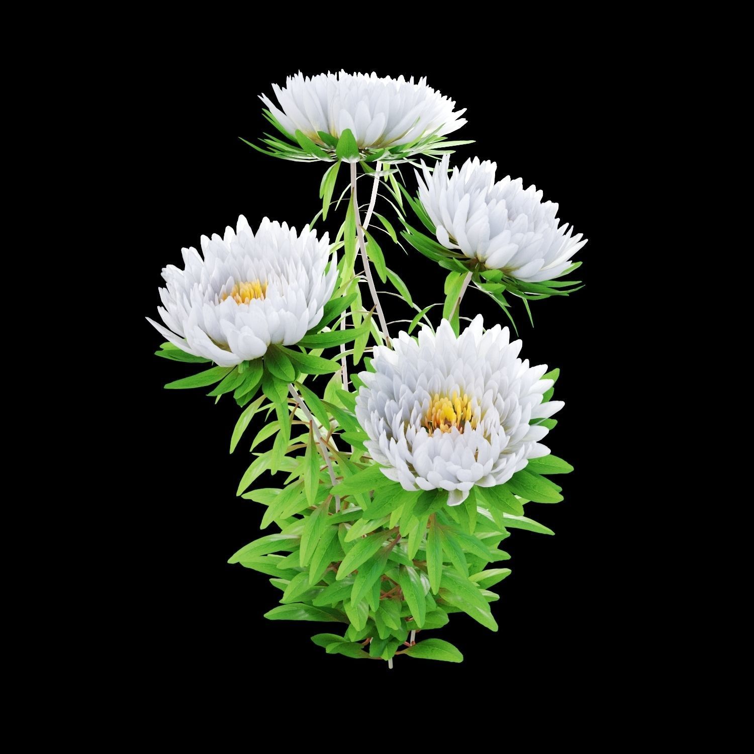 Aster flowers 3D model | CGTrader