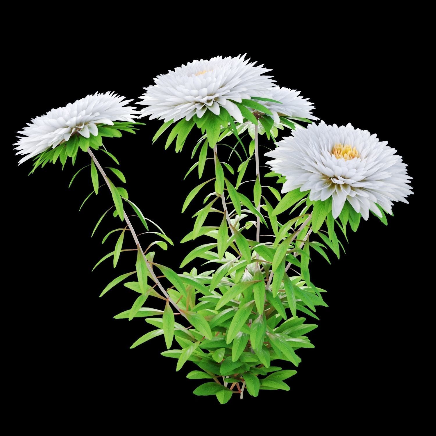 Aster flowers 3D model | CGTrader