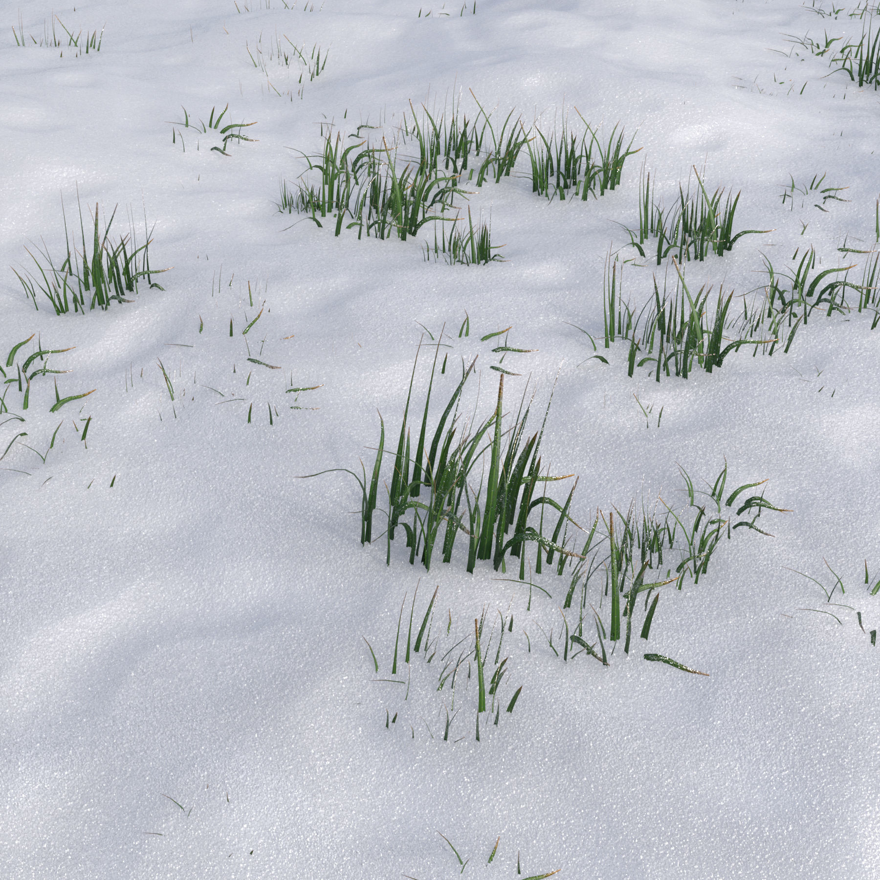 Snowgrass 3D model | CGTrader