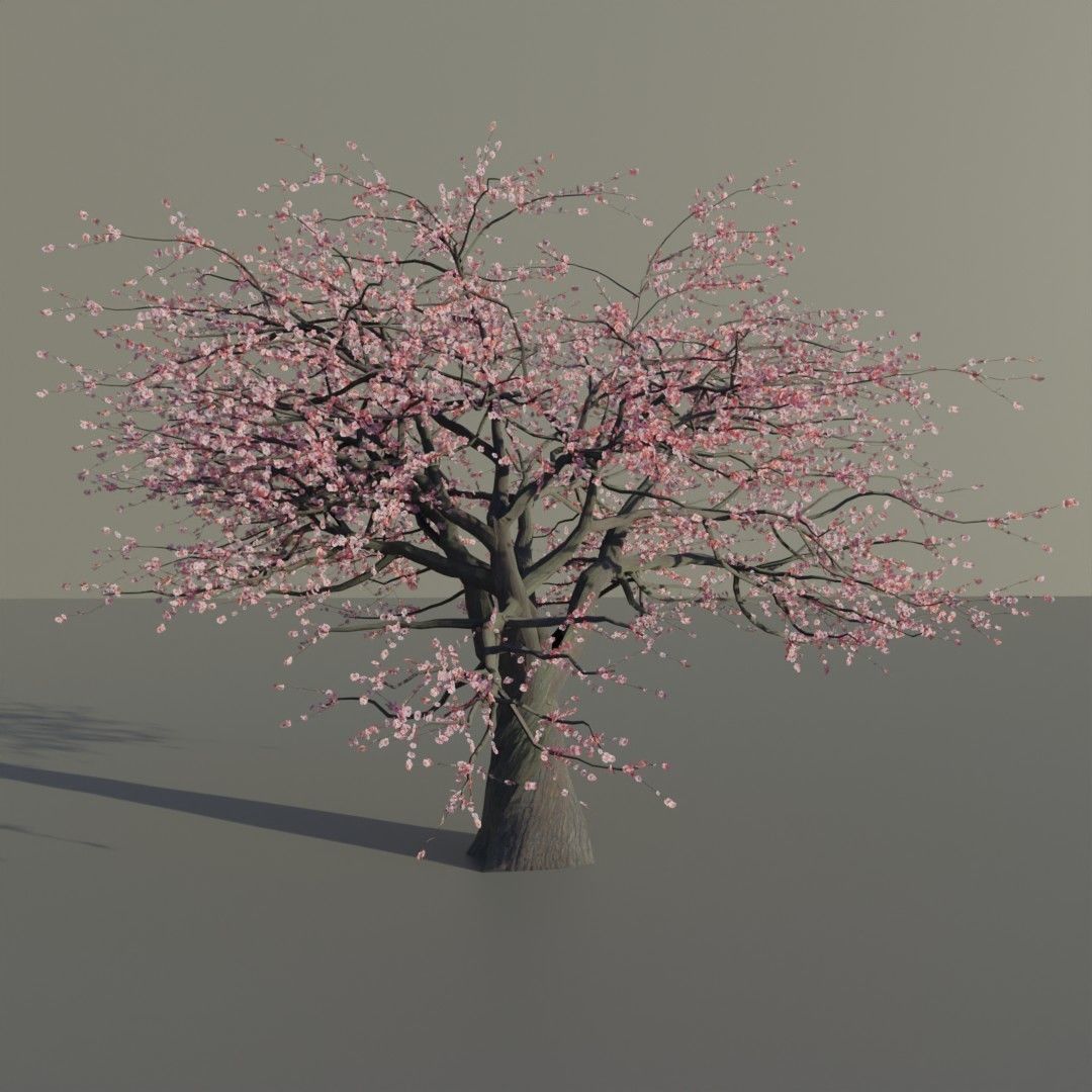 3D model Mid-poly Sakura pack 4 trees VR / AR / low-poly | CGTrader