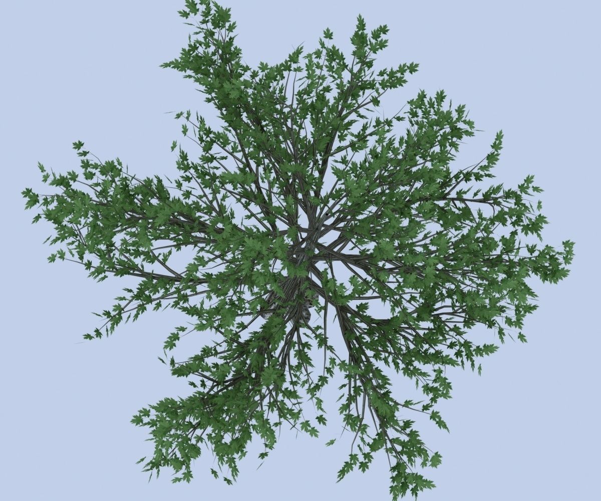 Maple tree free VR / AR / low-poly 3D model | CGTrader