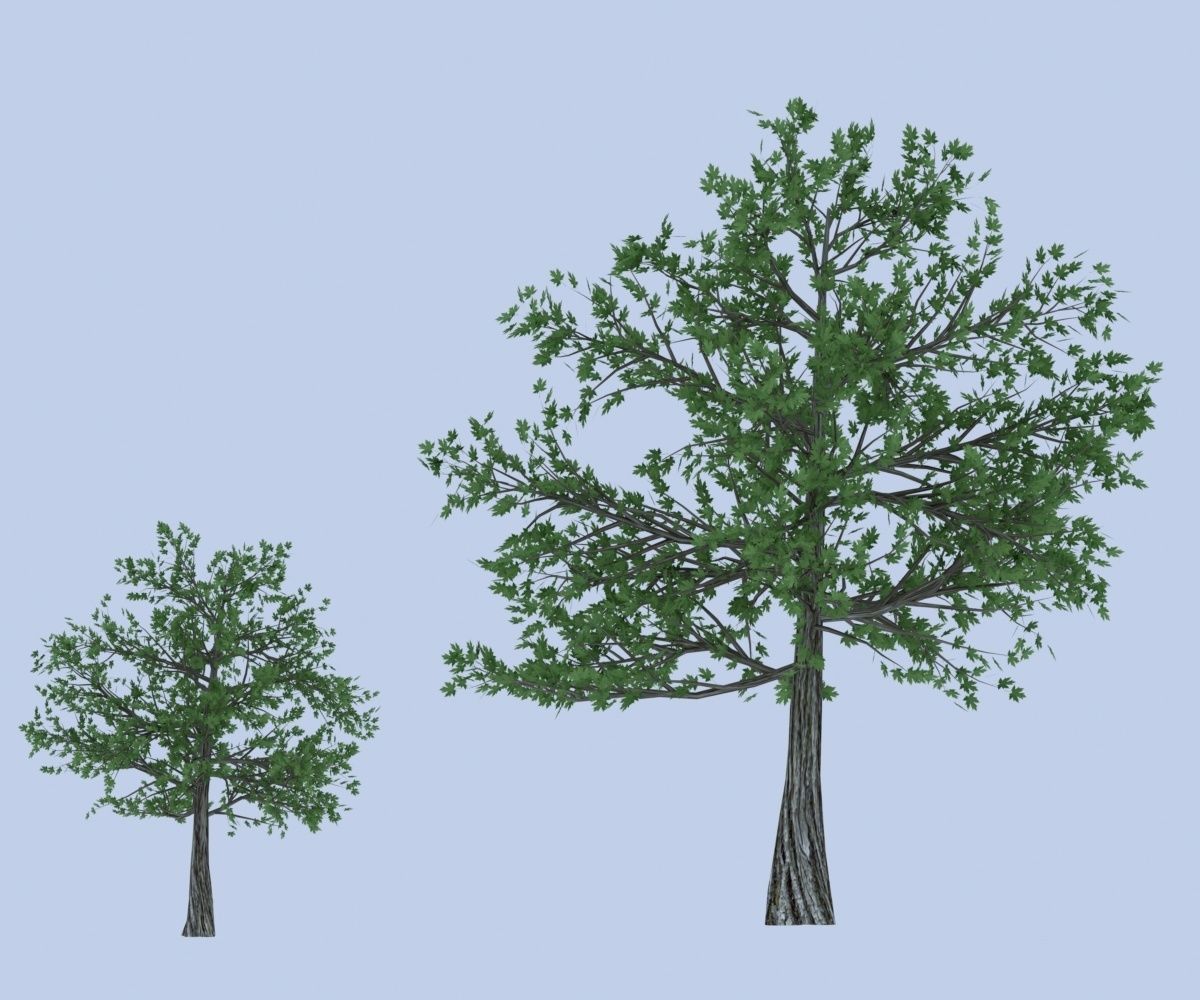 Maple tree free VR / AR / low-poly 3D model | CGTrader