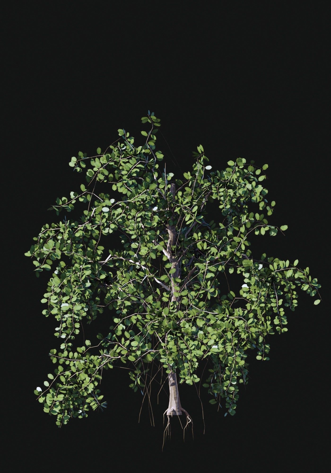 3D model Cherry Tree Set VR / AR / low-poly | CGTrader