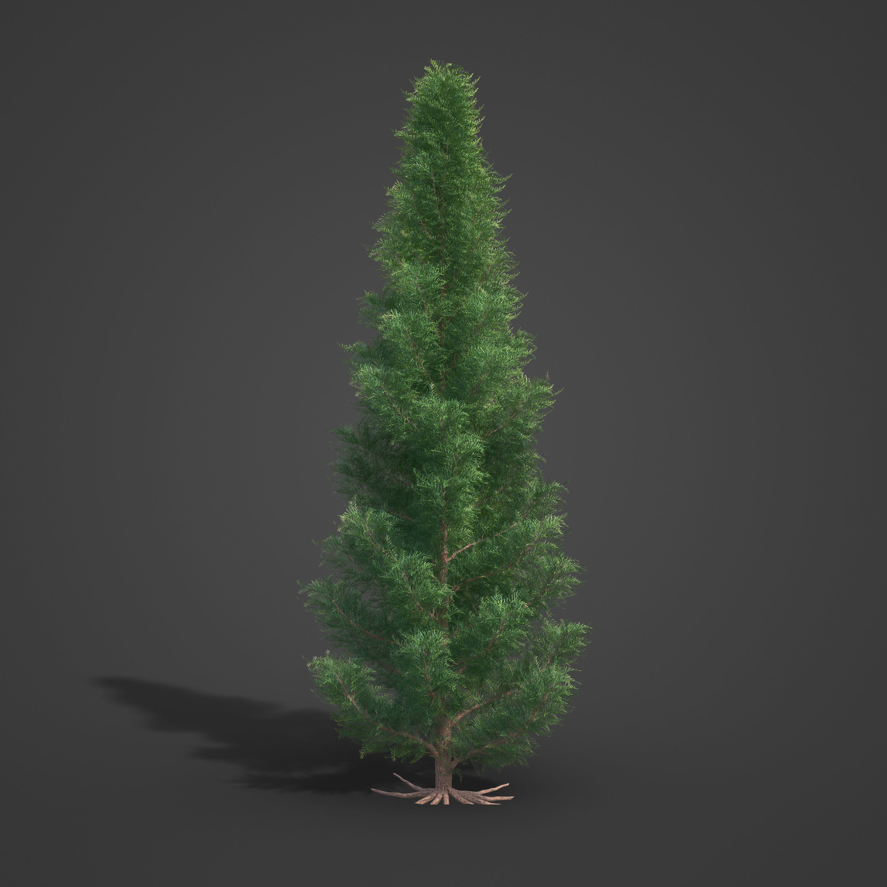 2021 PBR Lawsons False Cedar - Chamaecyparis Lawsoniana 3D model | CGTrader