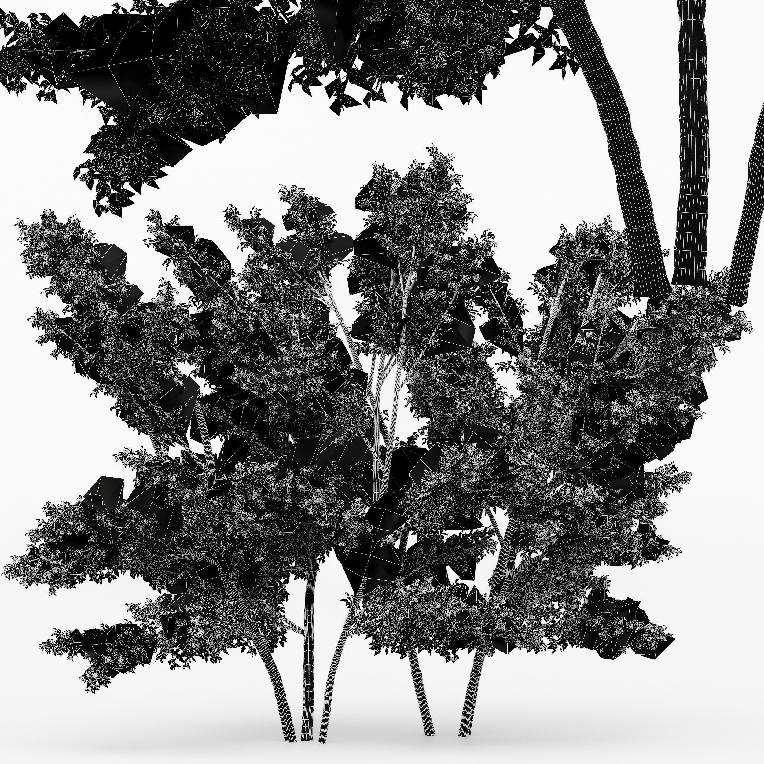 2 diffrent tree Common Hazel free 3D model | CGTrader