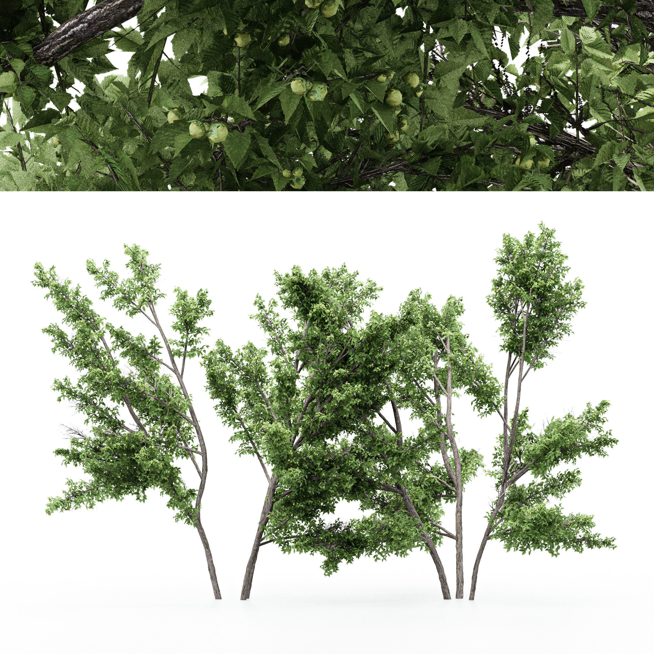 2 diffrent tree Common Hazel free 3D model | CGTrader