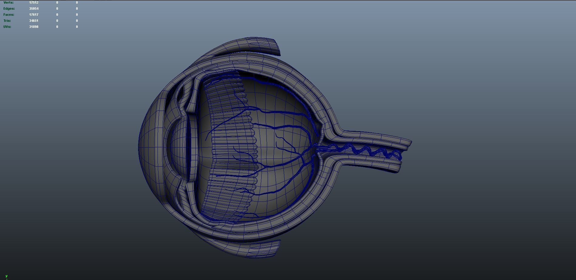 3d human eye anatomy system 3D model | CGTrader