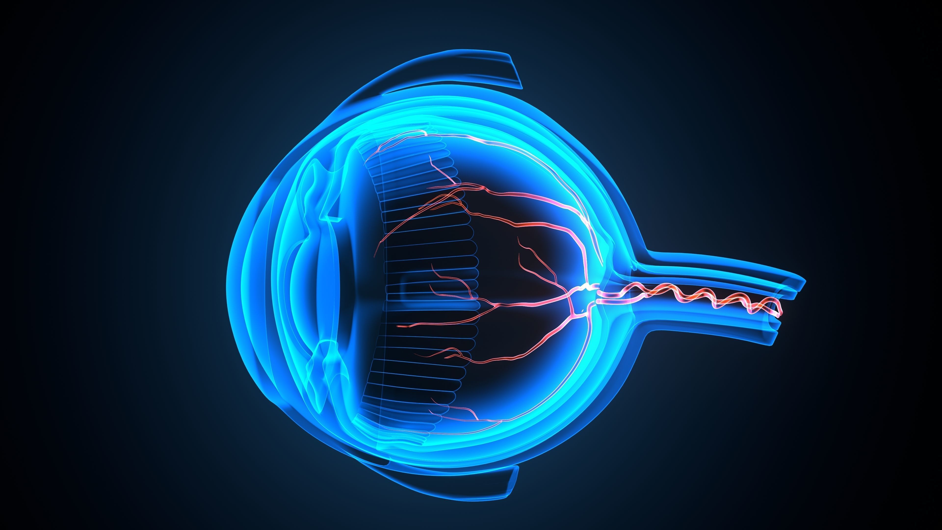 3d human eye anatomy system 3D model | CGTrader