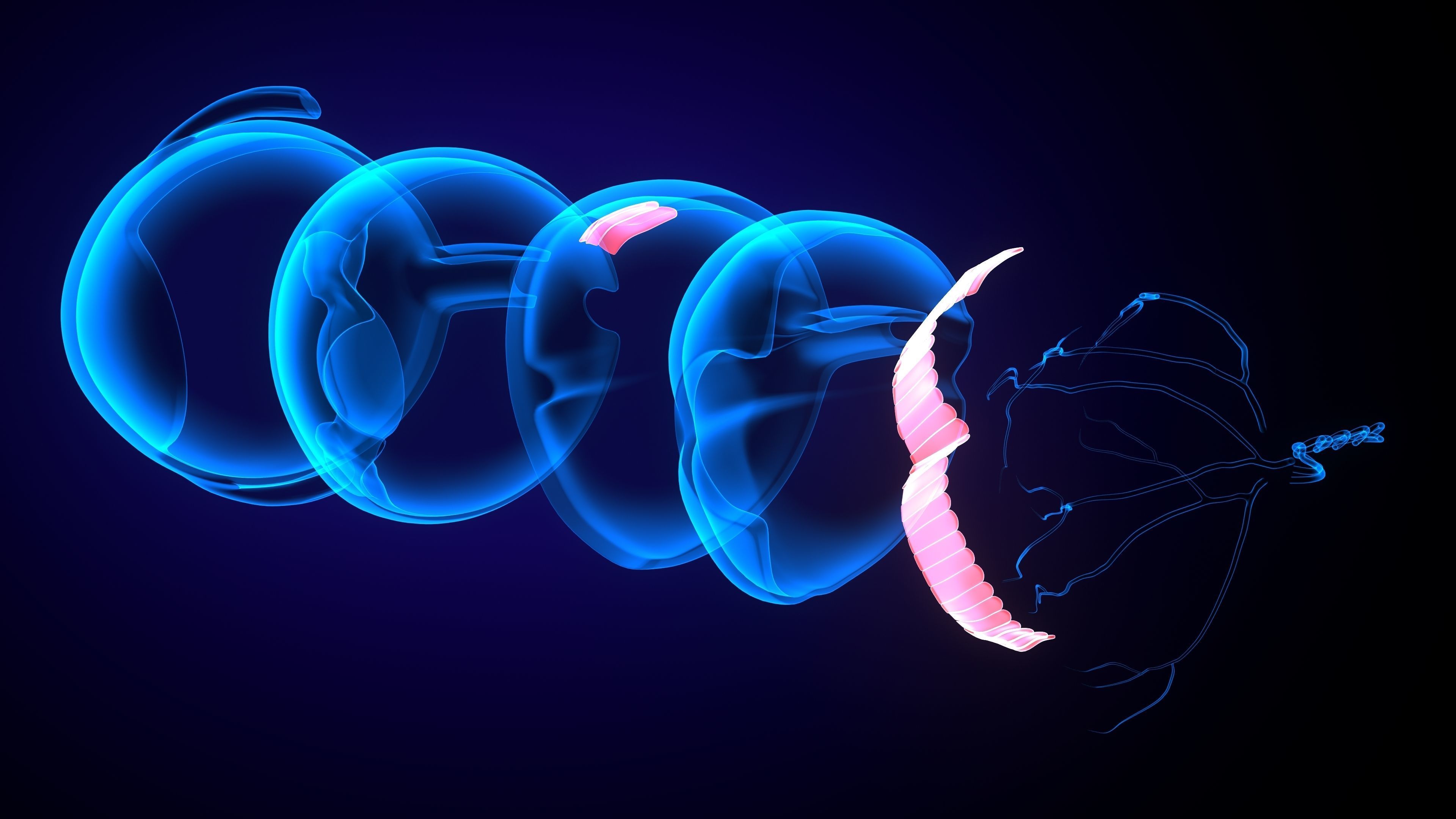 3d human eye anatomy system 3D model | CGTrader