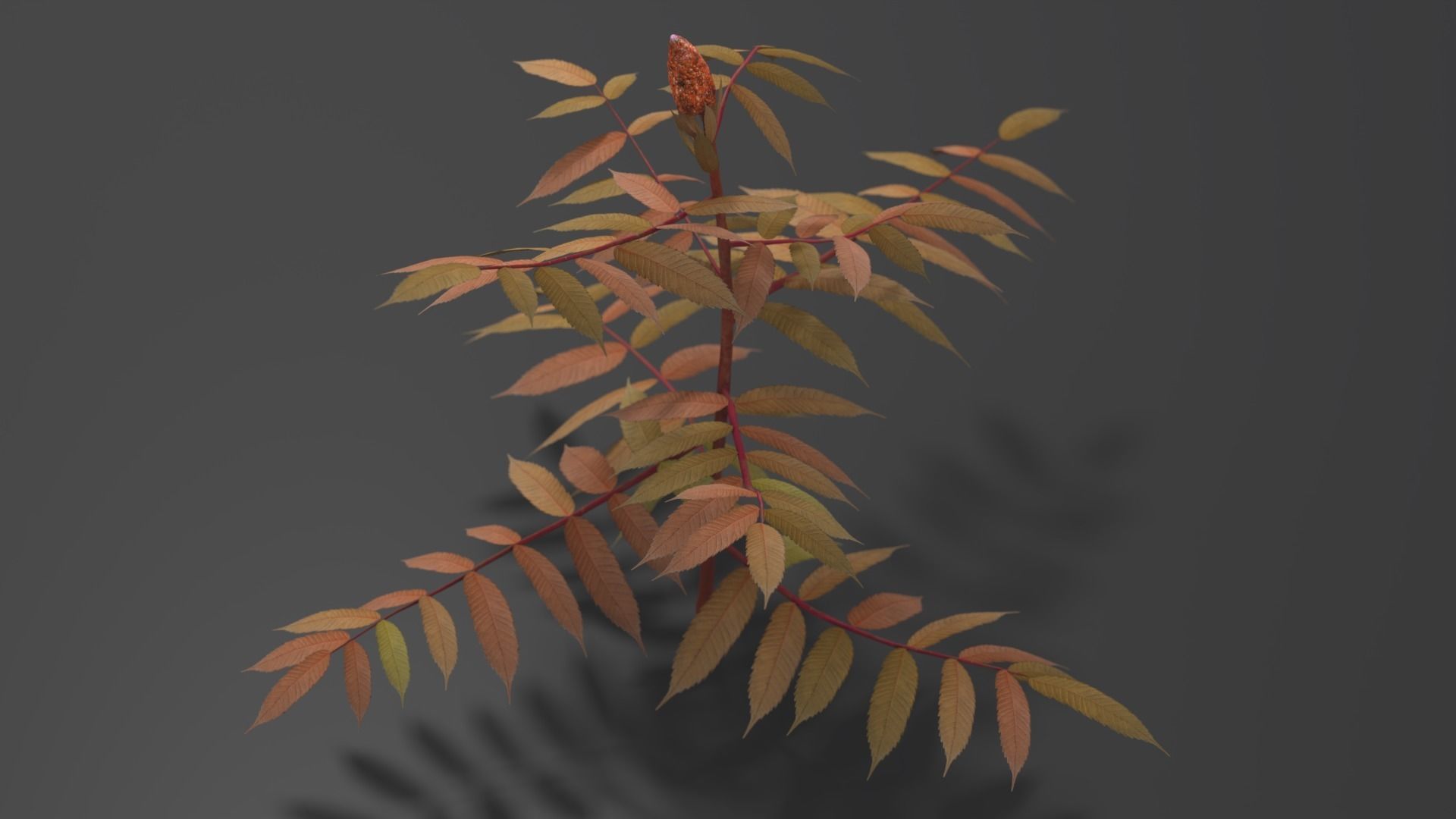 3D model Tree of Heaven Pack - 4 Variants VR / AR / low-poly | CGTrader