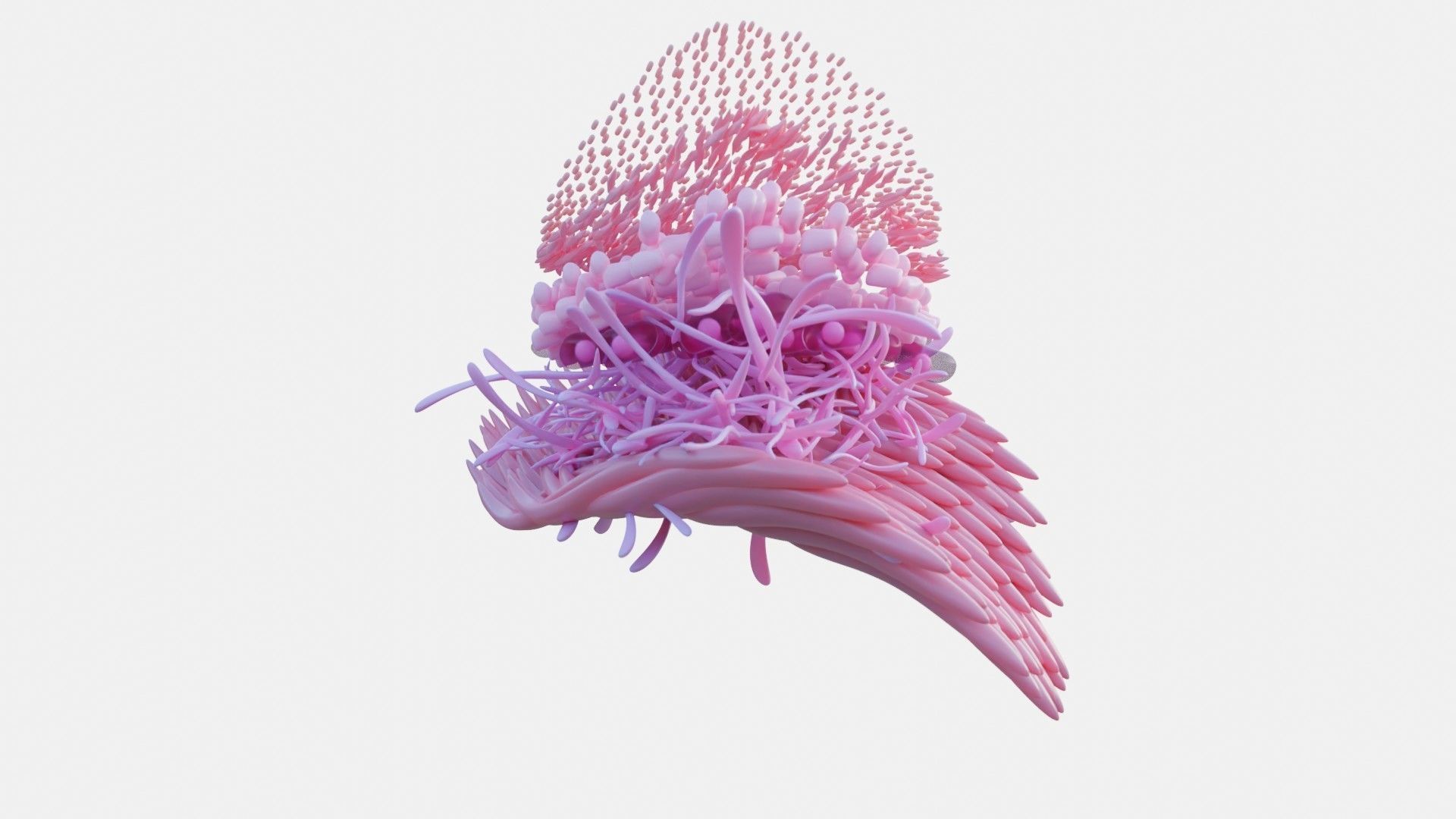 Epidermis free 3D model | CGTrader