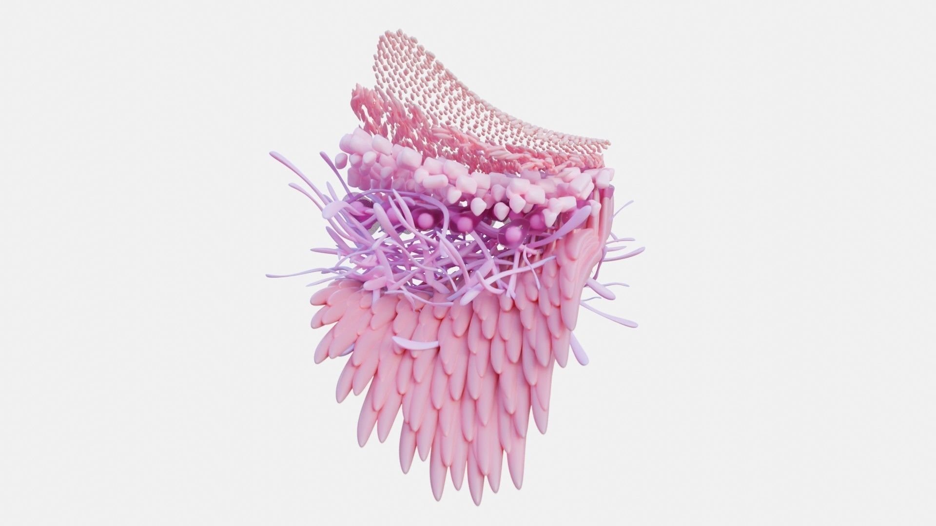 Epidermis free 3D model | CGTrader