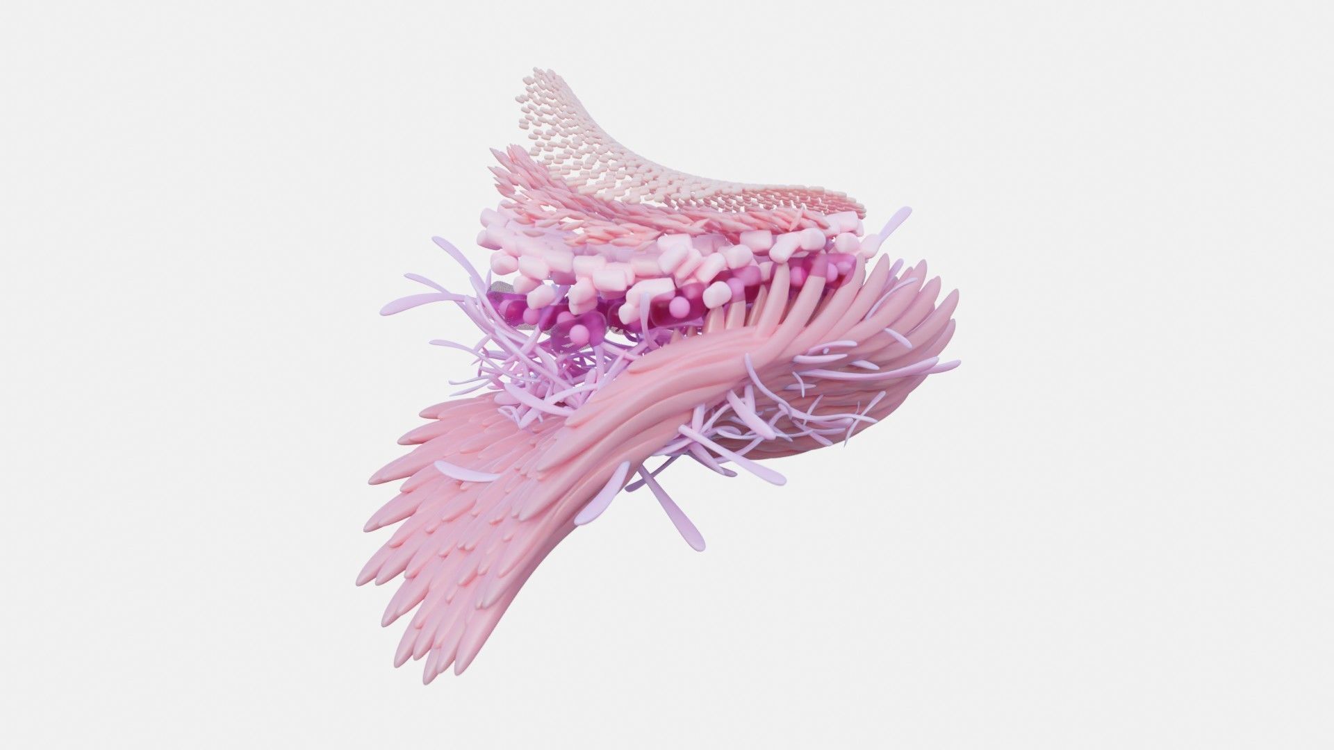 Epidermis free 3D model | CGTrader