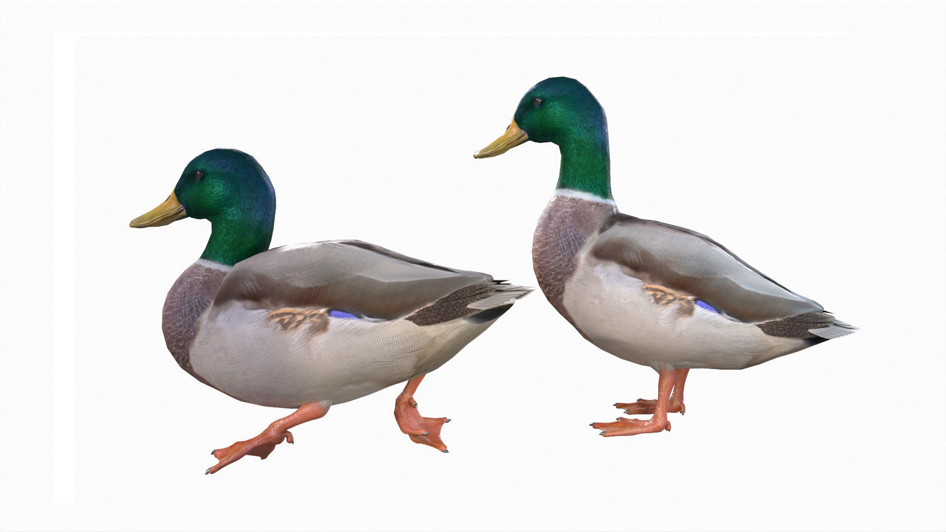 Mallard Duck Male 3D model | CGTrader