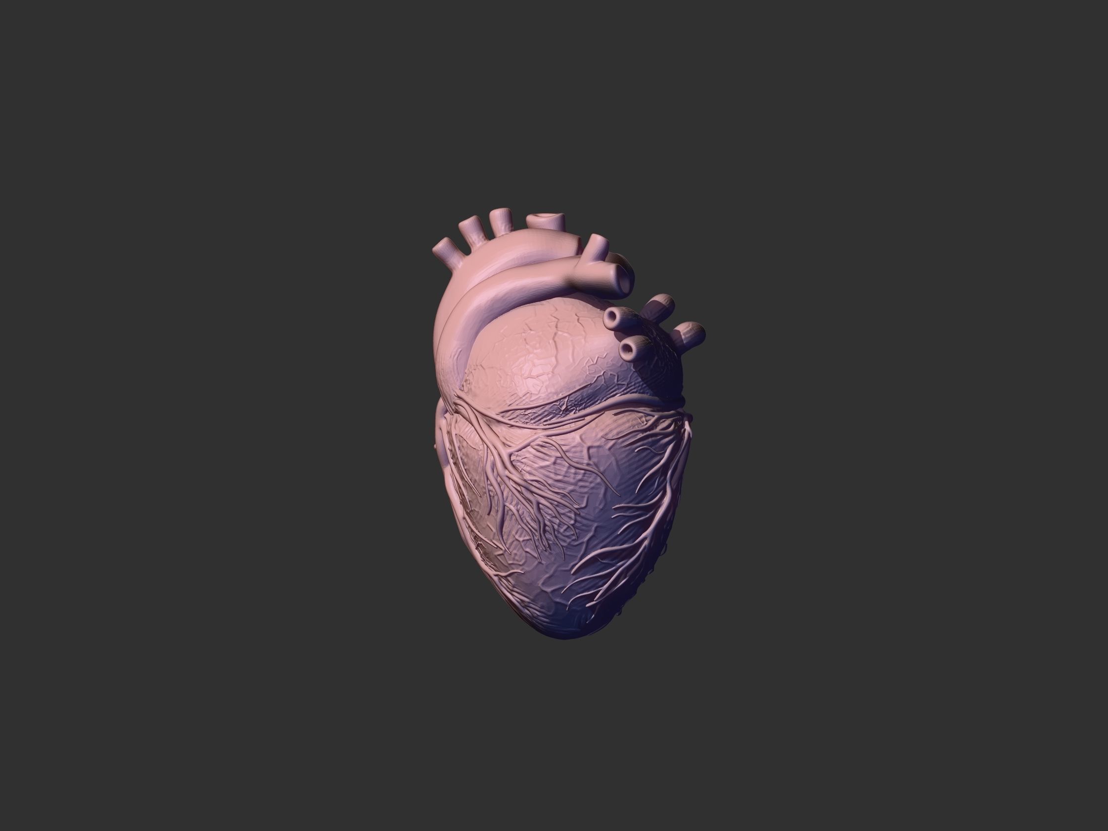 HEART ANATOMY 3D model 3D printable | CGTrader