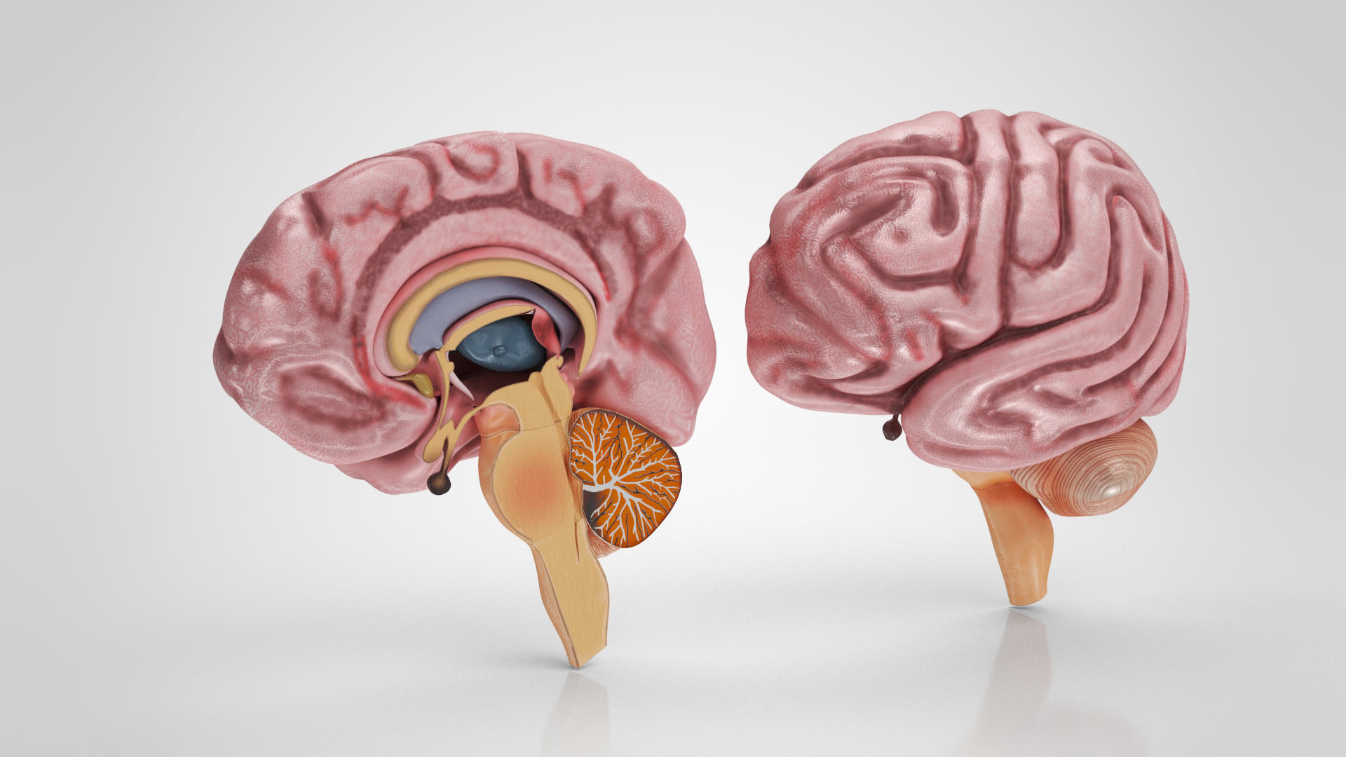 3D model Full Brain Anatomy VR / AR / low-poly | CGTrader