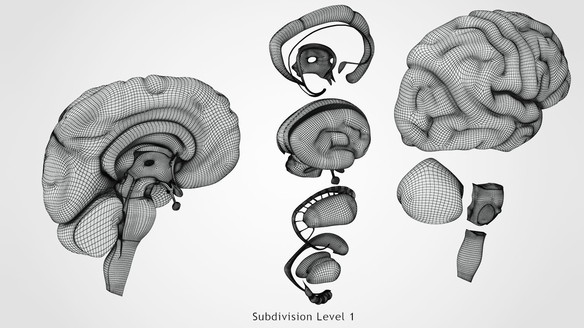 3D model Full Brain Anatomy VR / AR / low-poly | CGTrader