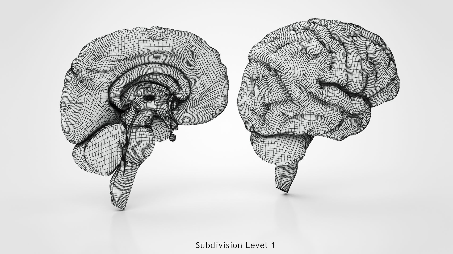 3D model Full Brain Anatomy VR / AR / low-poly | CGTrader