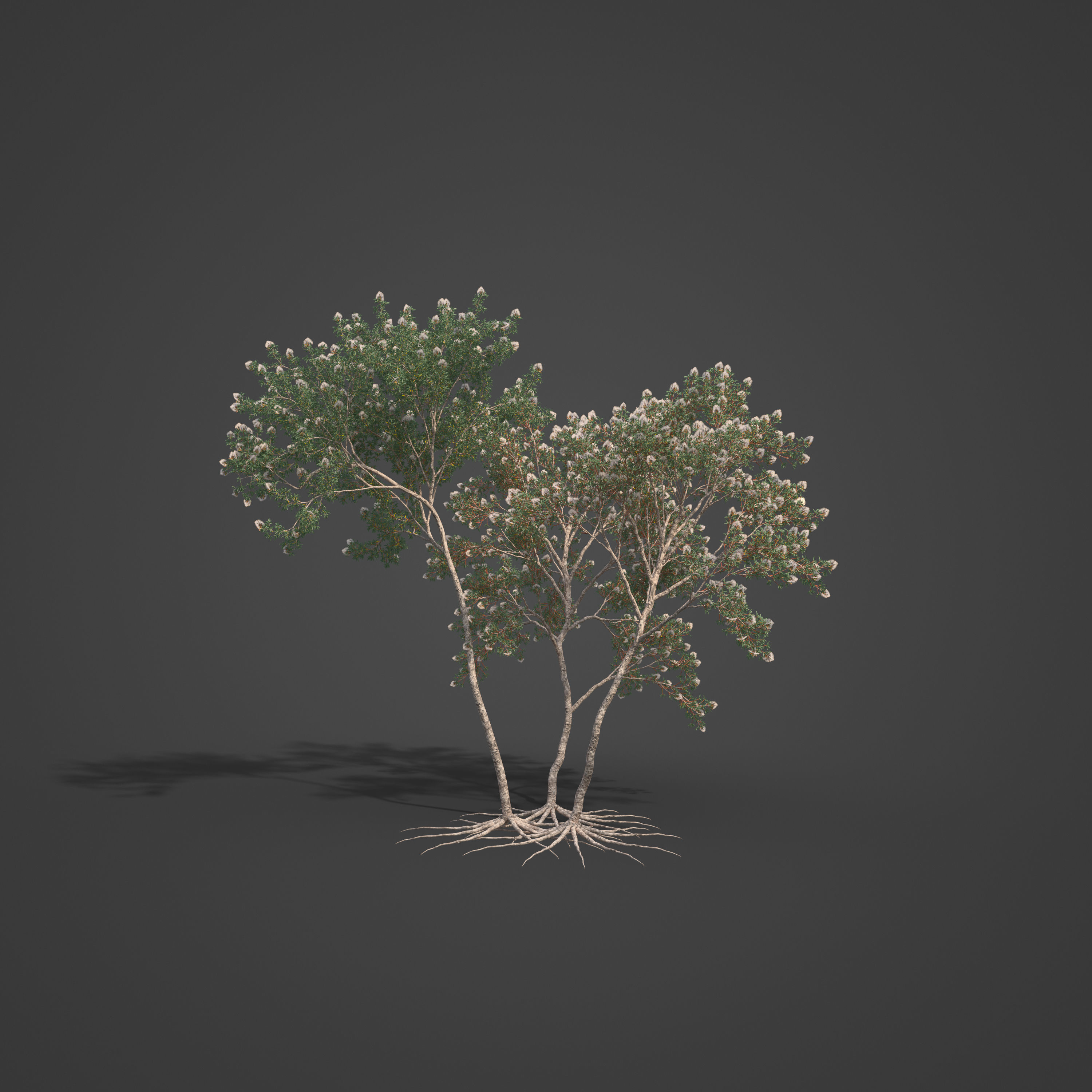 2021 PBR White Mallee Collection - Eucalyptus Dumosa 3D model | CGTrader