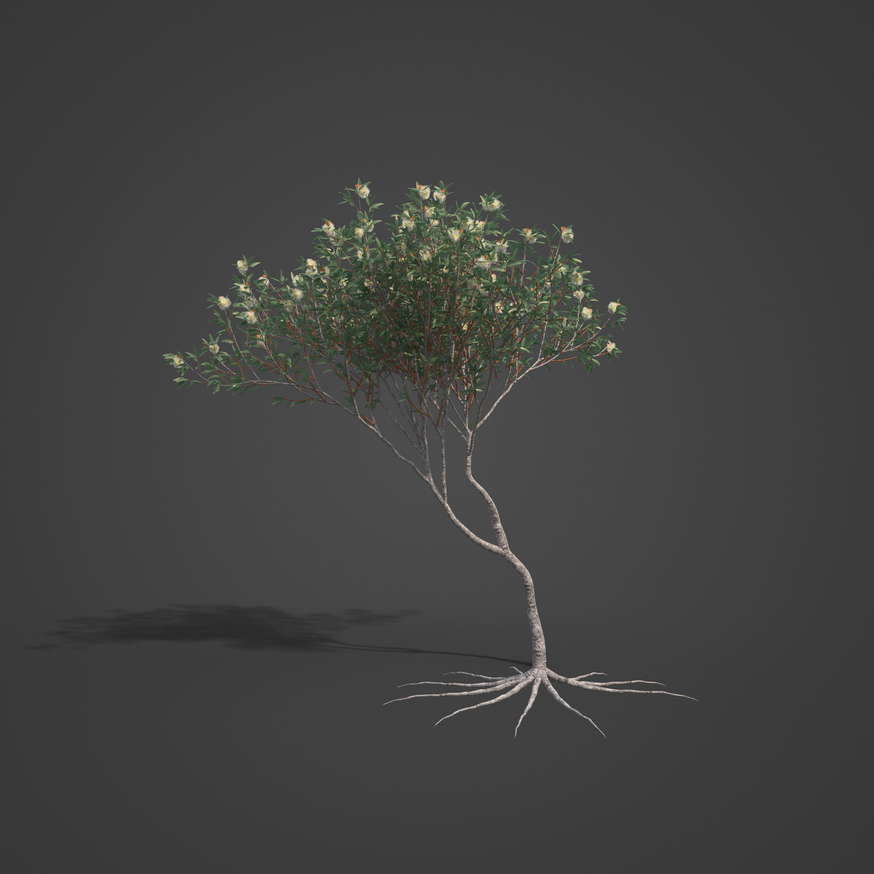 2021 PBR White Mallee Collection - Eucalyptus Dumosa 3D model | CGTrader