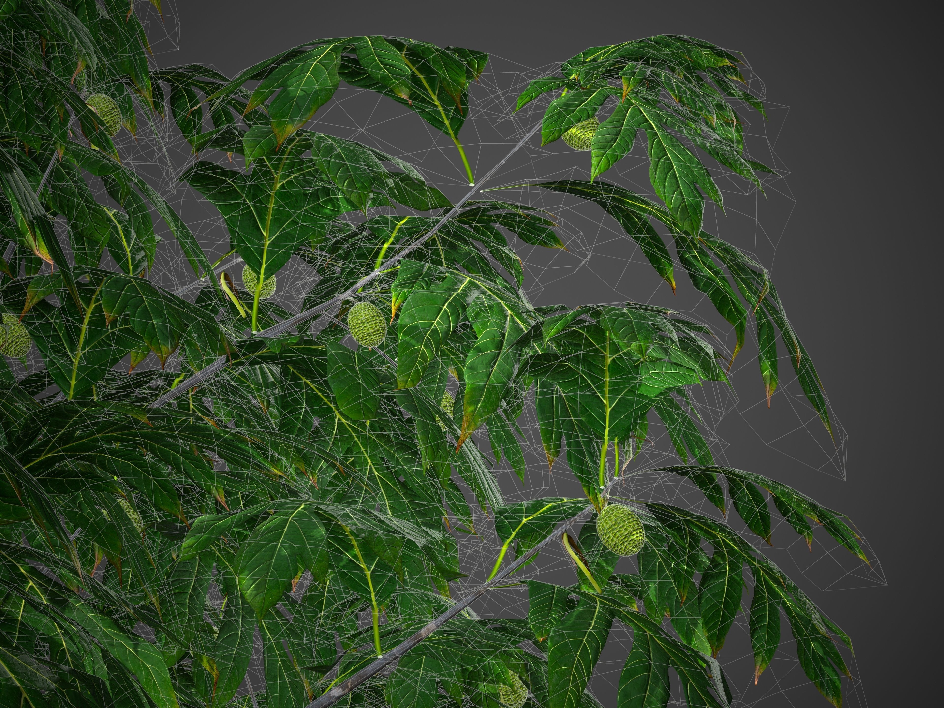 2021 PBR Breadfruit Tree Collection - Artocarpus Altilis 3D model | CGTrader