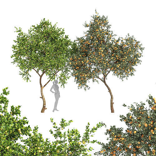 2tree Orange fruit tree Fruit tree Lemon 3D model | CGTrader