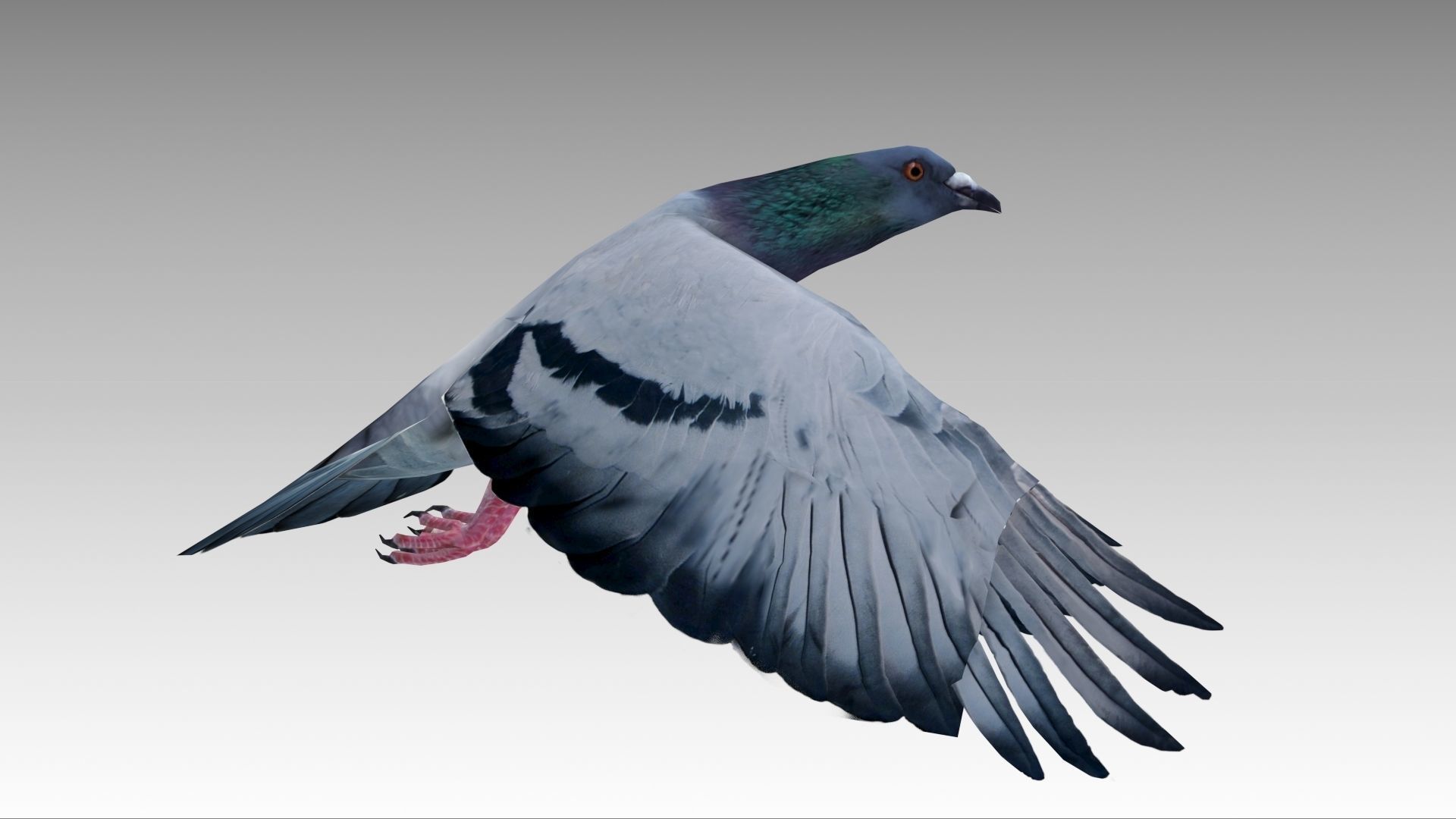 3D model Pigeon VR / AR / low-poly rigged animated | CGTrader