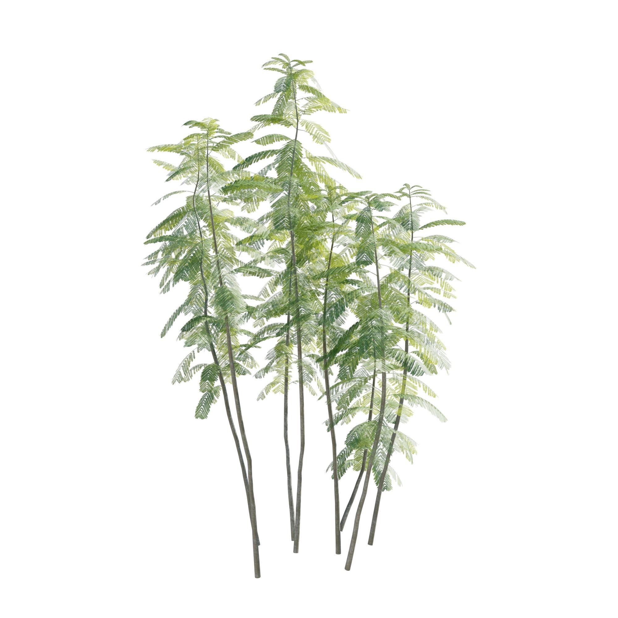 Young Jacaranda Mimosifolia free 3D model rigged | CGTrader