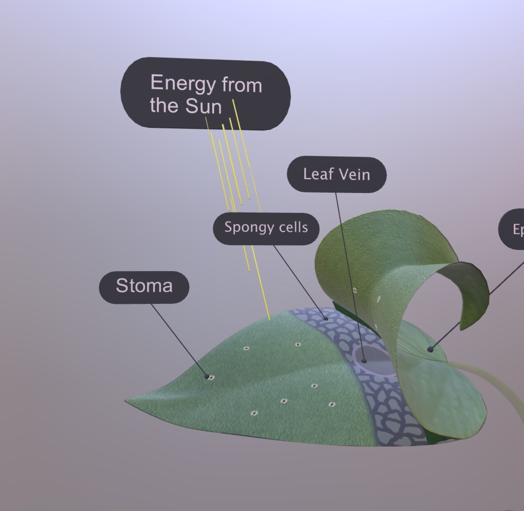 Photosynthesis diagram showing parts of plant 3D model animated | CGTrader