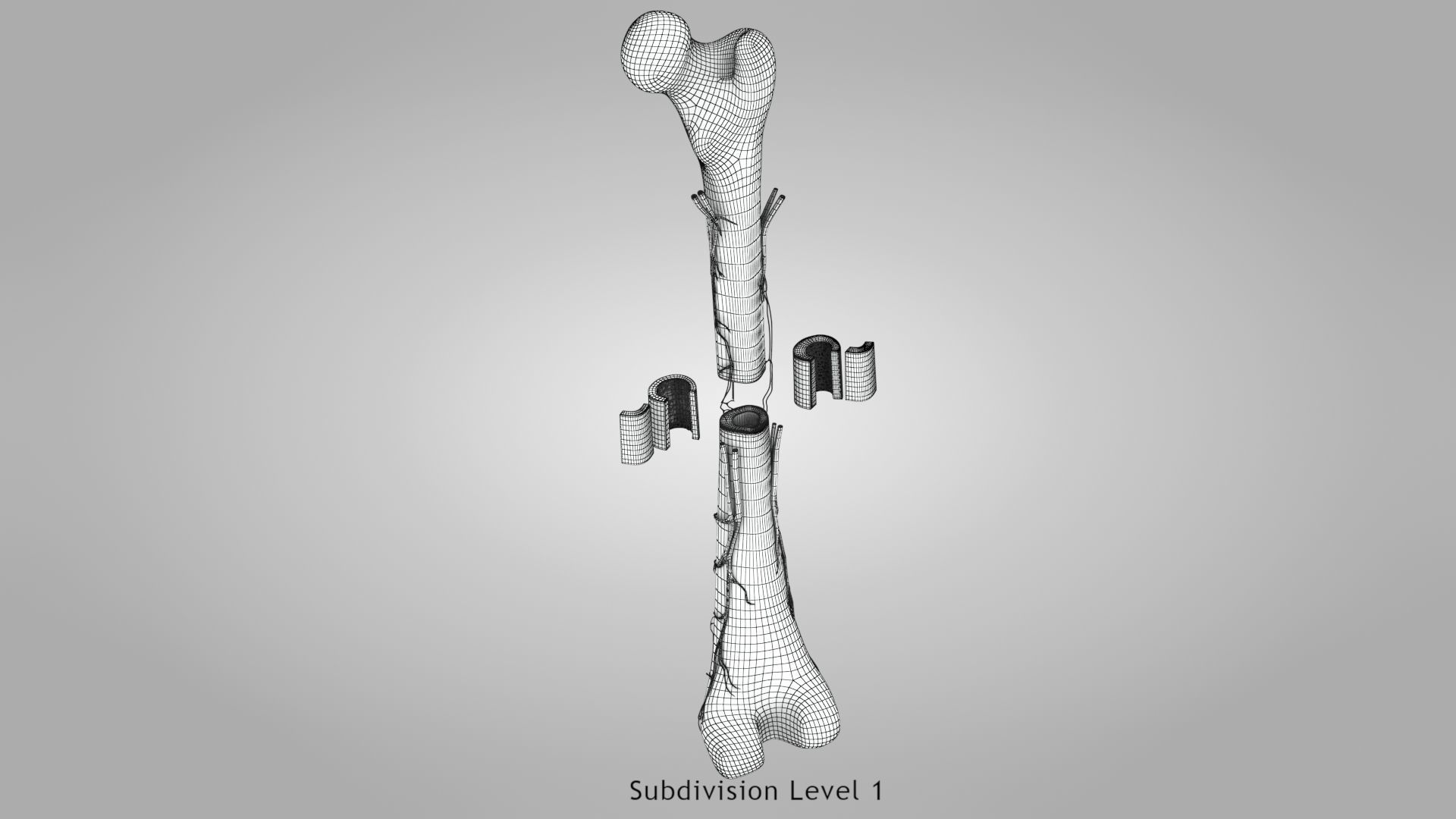 Bone with Healthy and osteoporotic section Anatomy 3D model | CGTrader