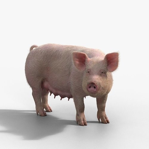 Animated Pig Walking On Two Legs
