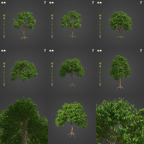 2021 PBR Guava Collection - Psidium Guayava 3D model | CGTrader