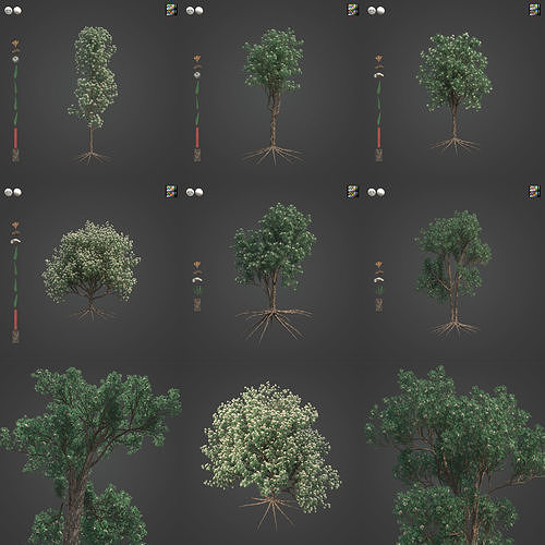 2021 PBR Jarrah Collection - Eucalyptus Marginata 3D model | CGTrader